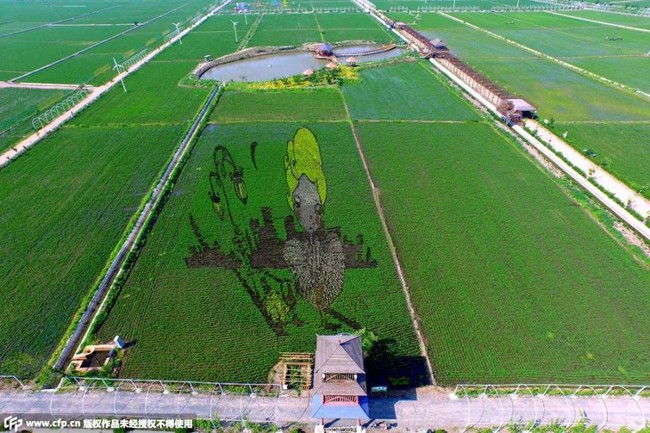 Chinese Farmers Are Converting Their Rice Fields Into Works