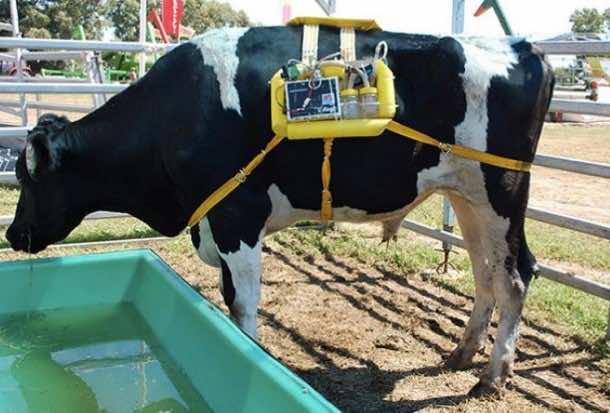 This New Gadget Produces Green Energy From Cow Farts