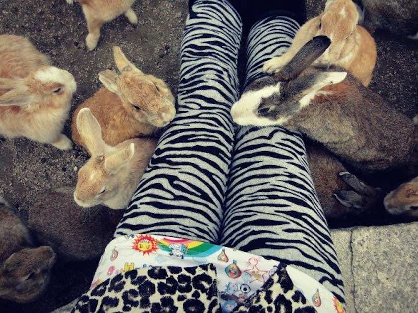 This Island In Japan That Is Filled With Thousands Of Rabbit
