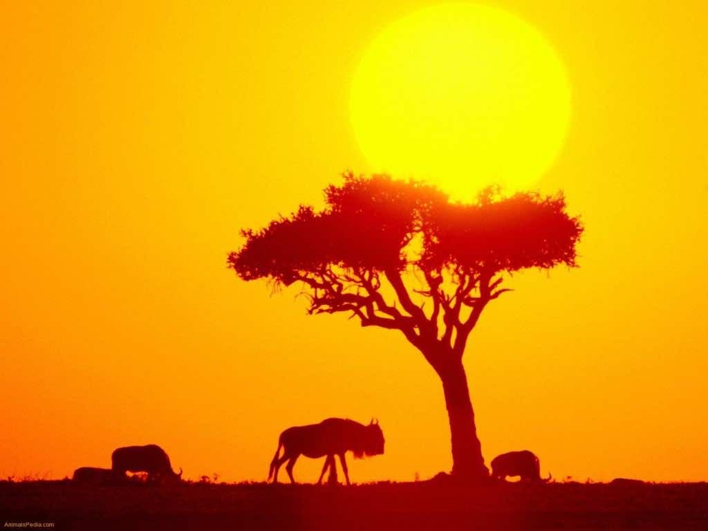 48 HD Africa Wallpapers For Desktop And Mobile