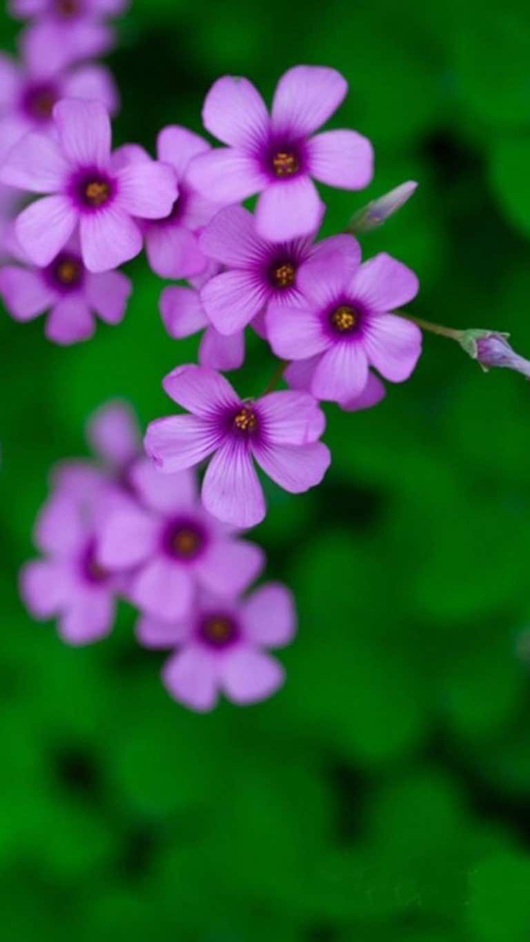 50 Bright Phone Wallpaper HD Backgrounds For Andriod And iOS