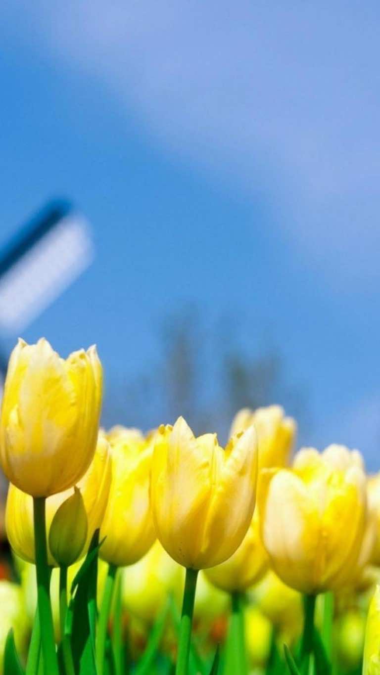 50 Bright Phone Wallpaper HD Backgrounds For Andriod And iOS