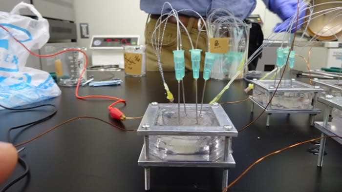 An LED Powered By The Electric Fish