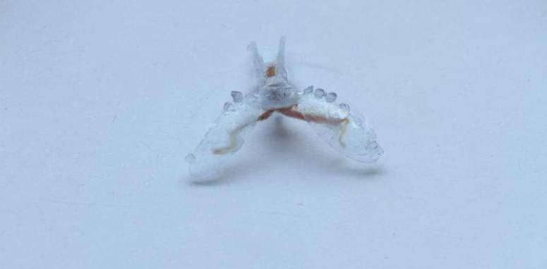 Watch The World's First Bio-Bot That Is Half Animal And Half