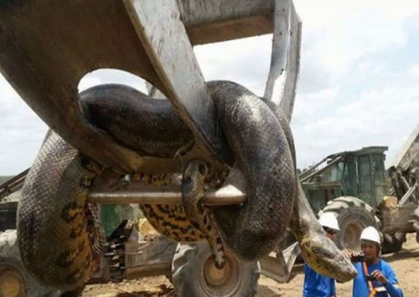 Construction Crew In Brazil Discovers The World's Biggest An