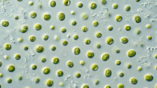 6 Futuristic Foods That You Will Be Eating In 30 Years