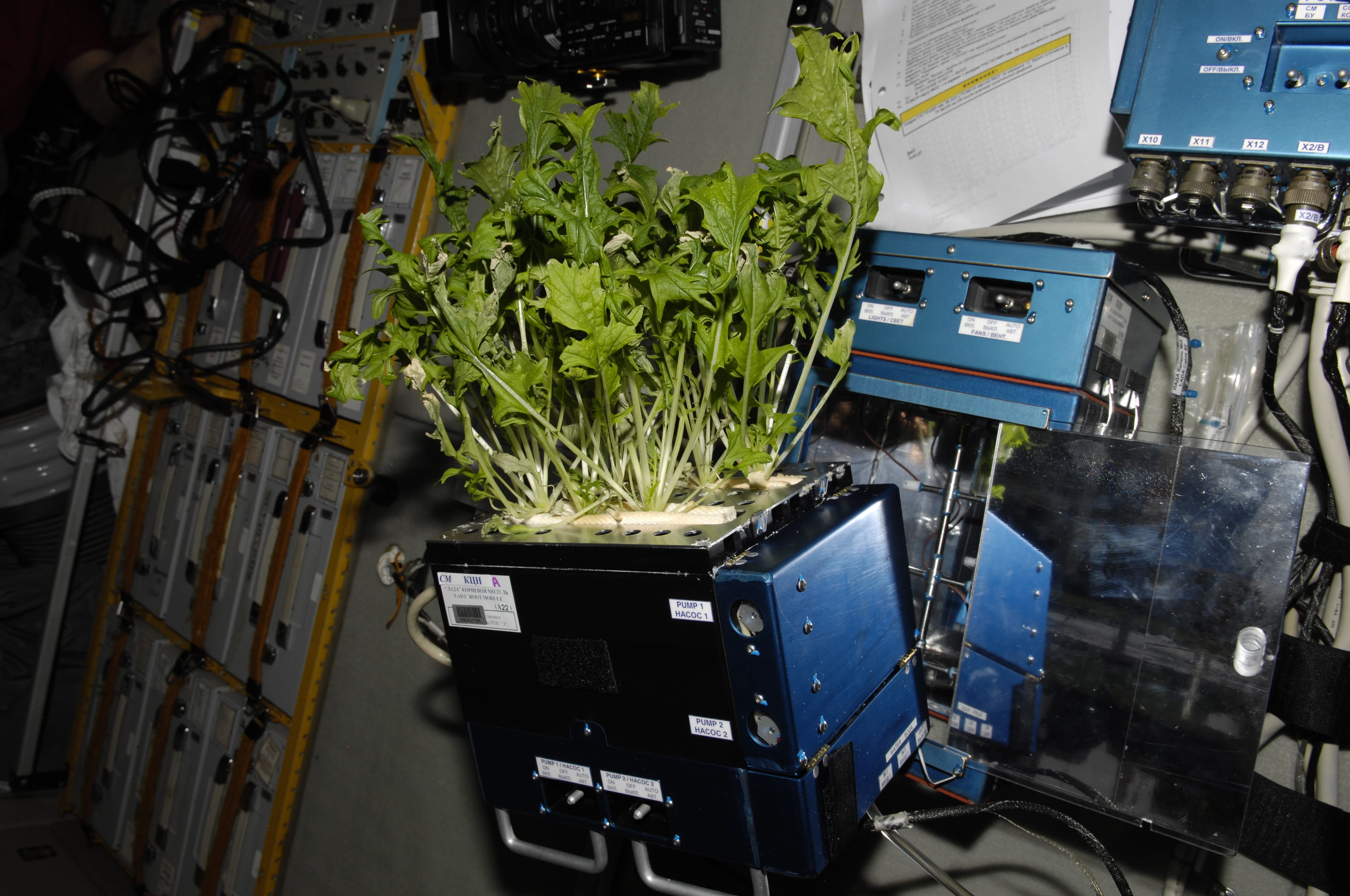 Here Is How Plants Grow In Microgravity At The International