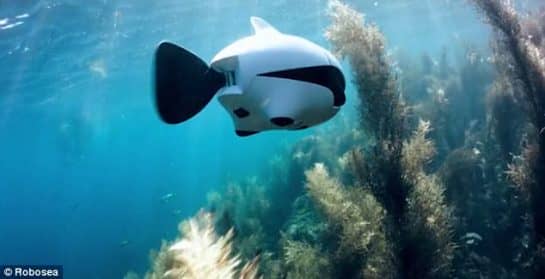 Biki Is A Bionic Fish That Captures Crisp Photos And 4K Vide