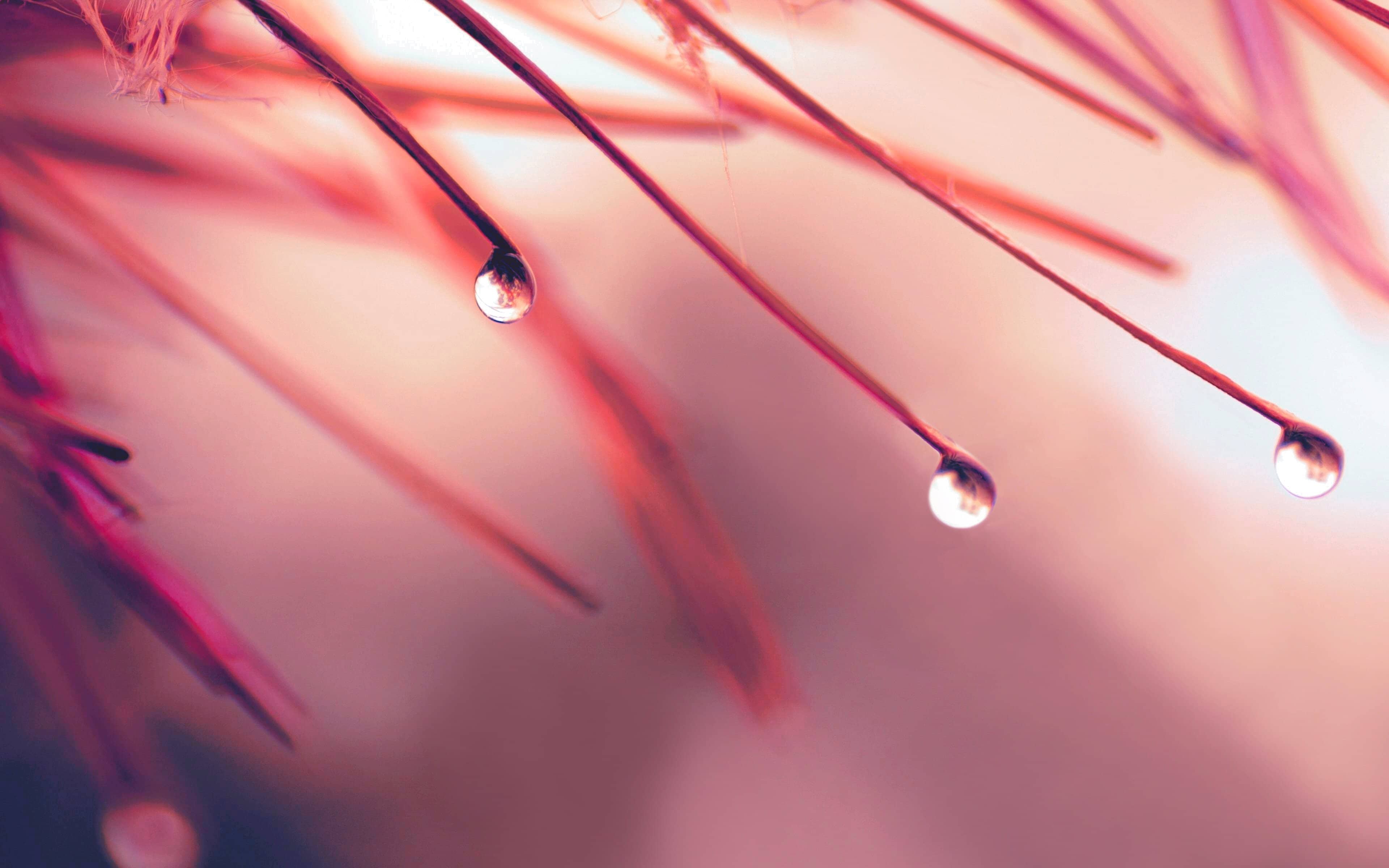 22 Pink Wallpaper Backgrounds in HD For Download