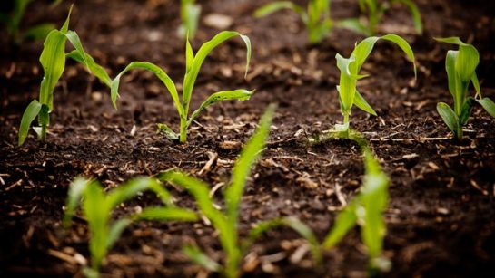 Scientists Engineer New Breed Of Crops That Can Thrive On 25