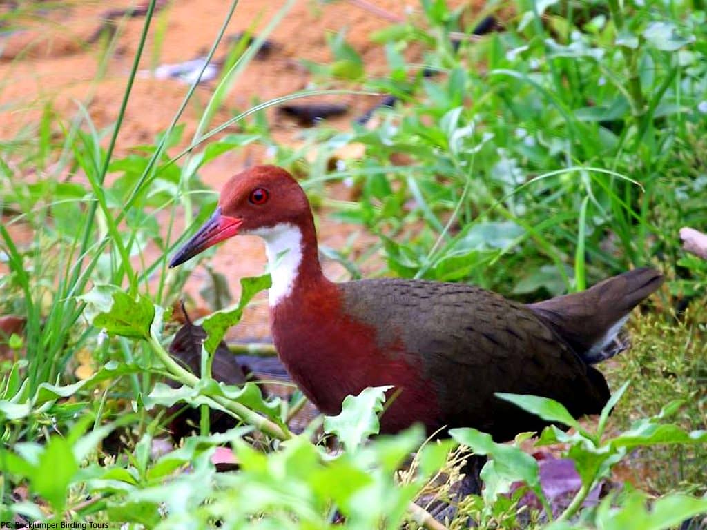 Bird That Had Gone Extinct 136,000 Years Ago Comes Back To L