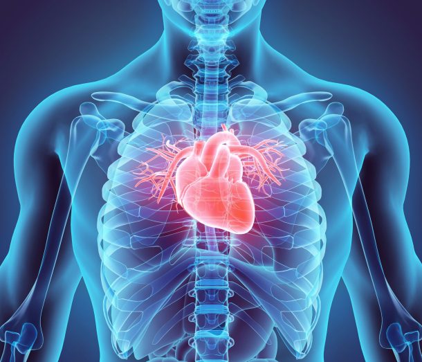 Scientists Have Created A Beating Heart Using Stem Cells