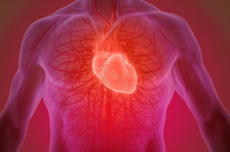 Scientists Have Created A Beating Heart Using Stem Cells