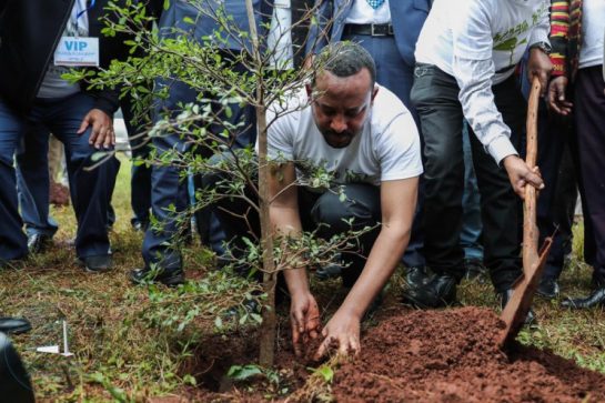 Green Legacy Initiative In Ethiopia Plants 350 Million Trees