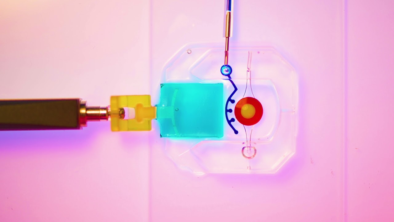 Scientists Create Eye-On-A-Chip To Test New Eye Medicines