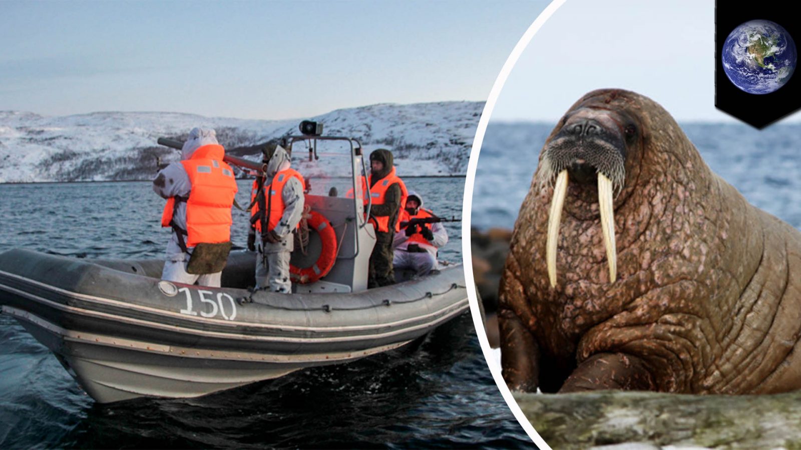 A Walrus Just Sank A Russian Navy Vessel When It Got Too Clo