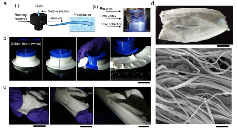 Harvard Researchers Have Created Lab-Grown Edible Muscles
