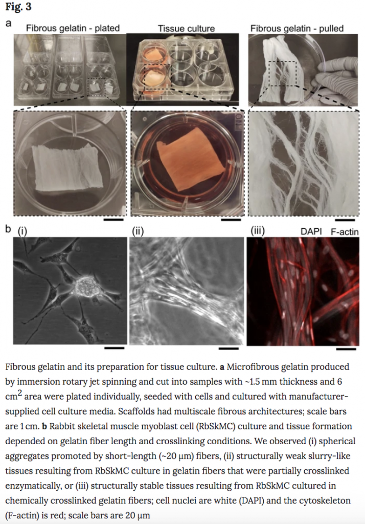 Harvard Researchers Have Created Lab-Grown Edible Muscles