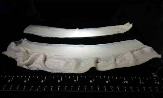 Harvard Researchers Have Created Lab-Grown Edible Muscles