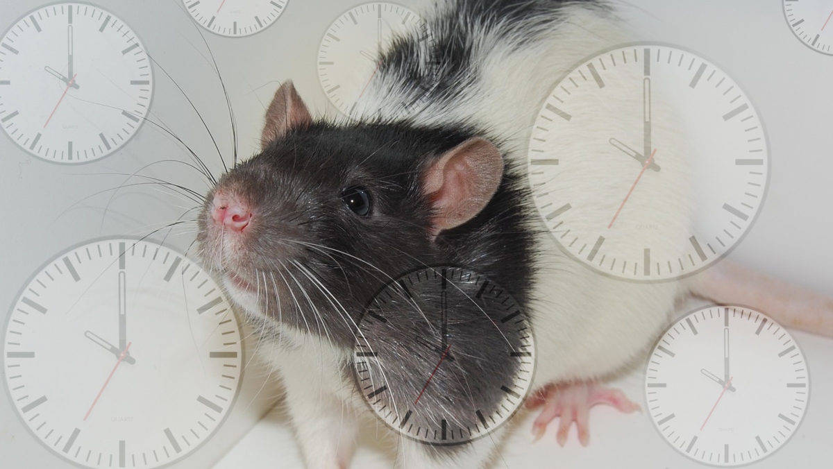 Scientists Reverse Aging In Rats Using Young Rat Blood Plasma
