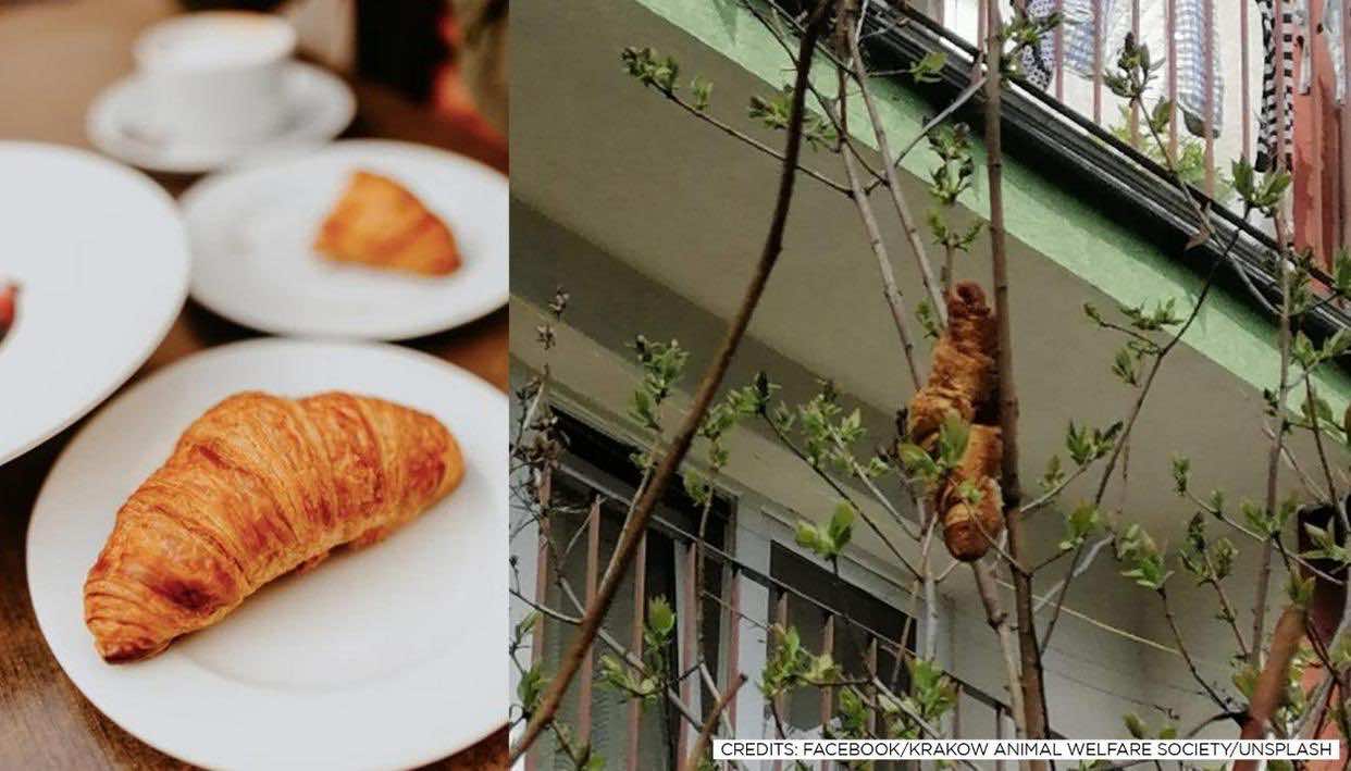 Frightening Mystery Tree-Beast In Poland Turns Out To Be A C