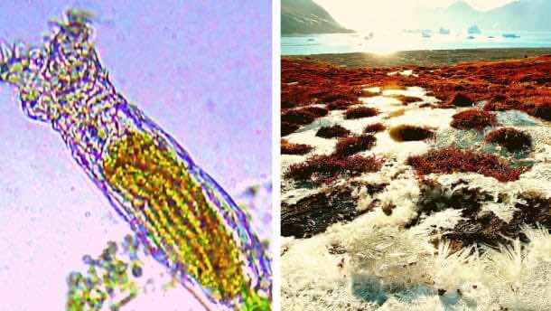 Scientists Have Revived Creatures Frozen In Ice For 24,000 Y