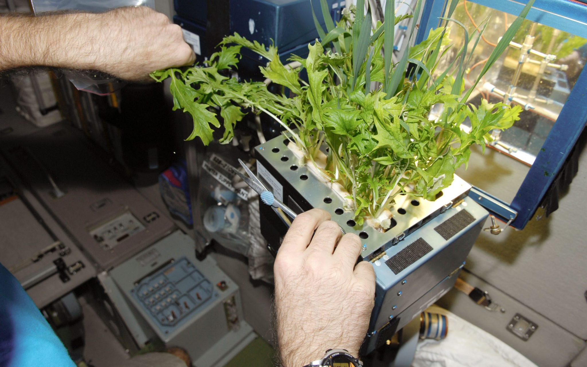 Russia Is Growing Industrial-Scale Vegetables In Space - Her