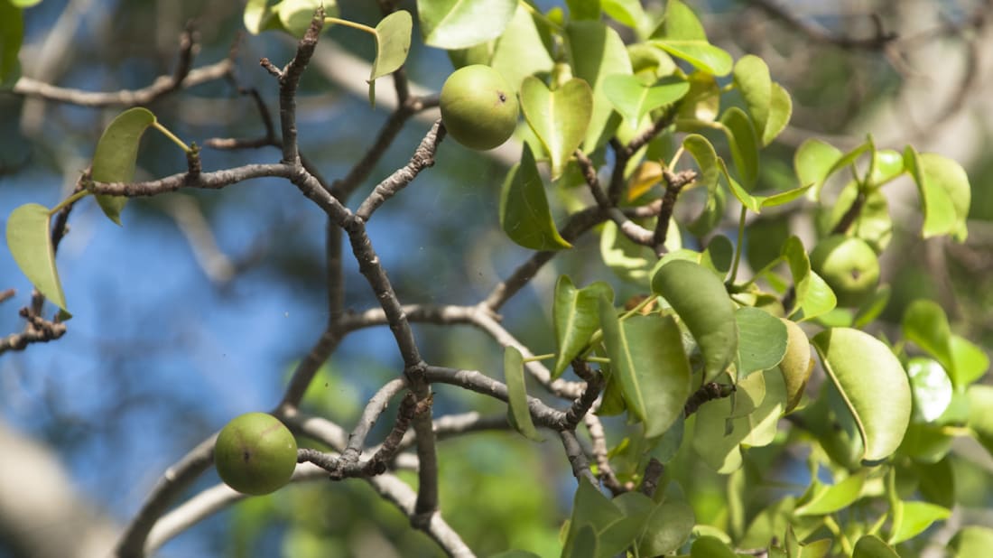 This Tropical Tree Is So Toxic That Even Standing Near It Co