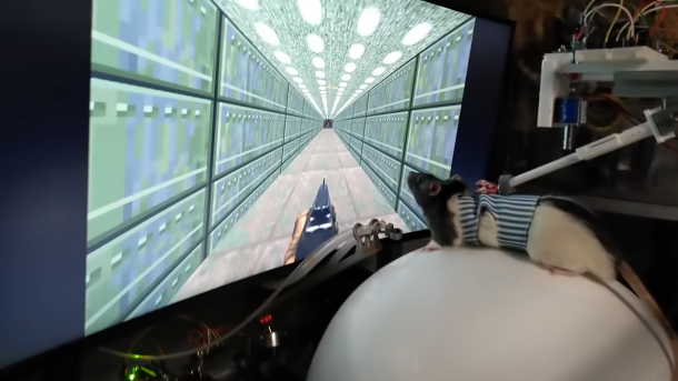 This Hungarian Neurologist Who Taught Rats To Play Doom II M