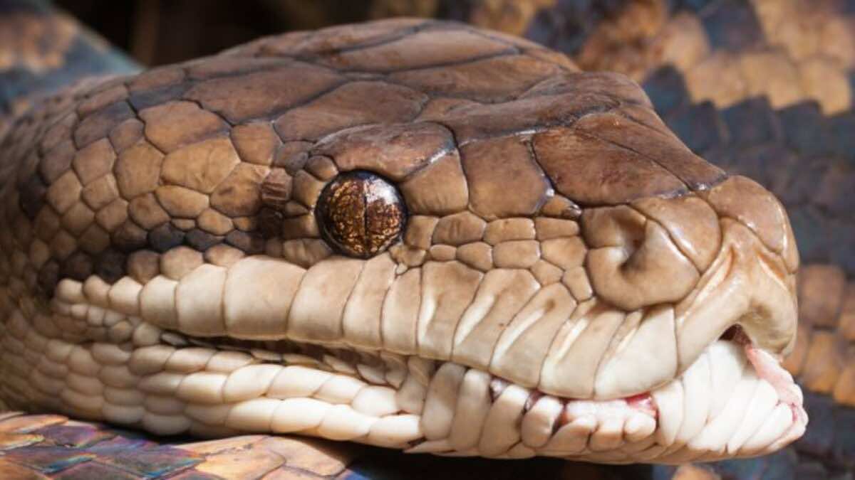 This Snake In Japan Caused A Power Outage For 10,000 Homes