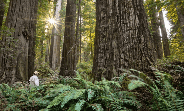 Trees Are Getting Bigger In Response To Climate Change, Stud
