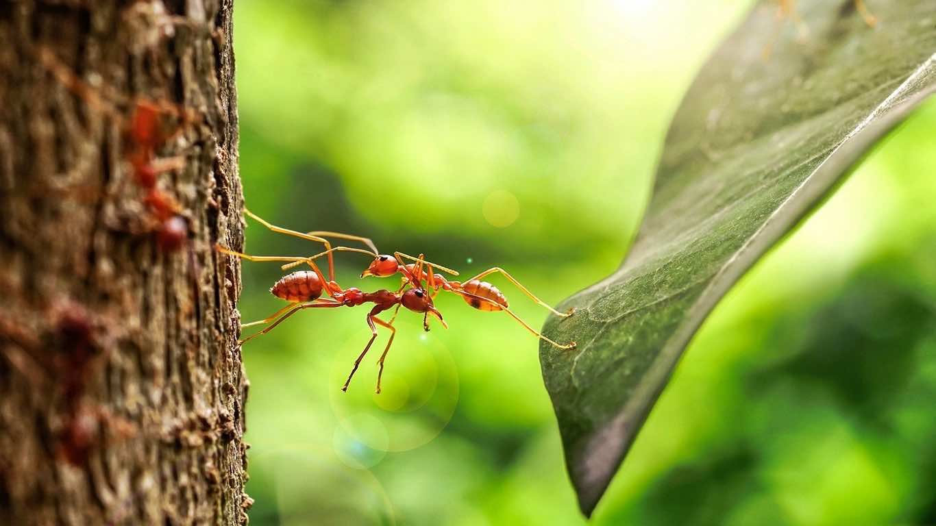 Scientists Have Counted The Total Amount Of Ants In The Worl