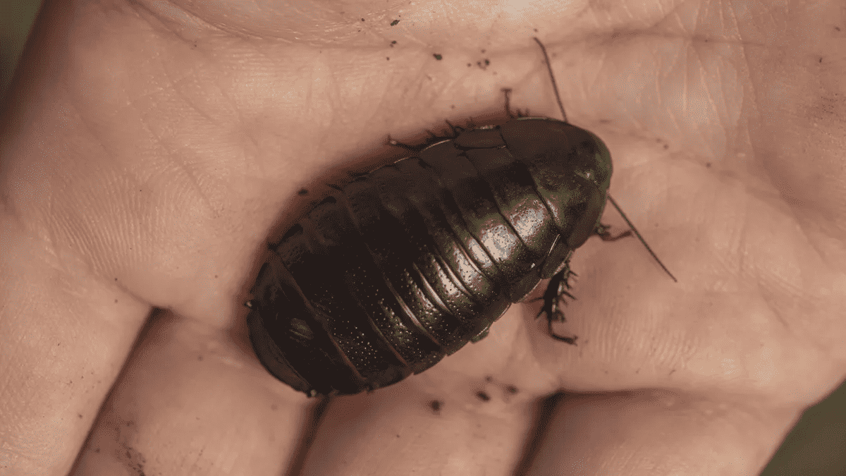 This Student Has Accidentally Rediscovered An Extinct Cockro