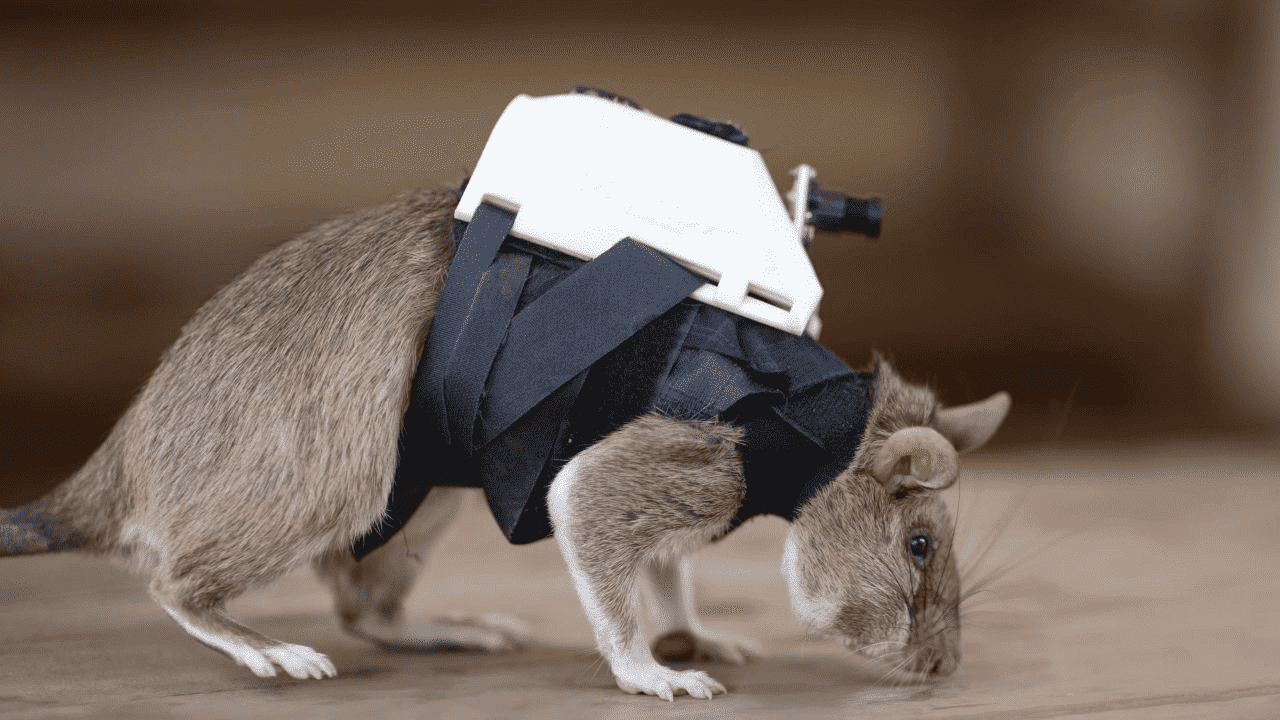 These Rats With Tiny Backpacks Could Soon Save The Lives Of