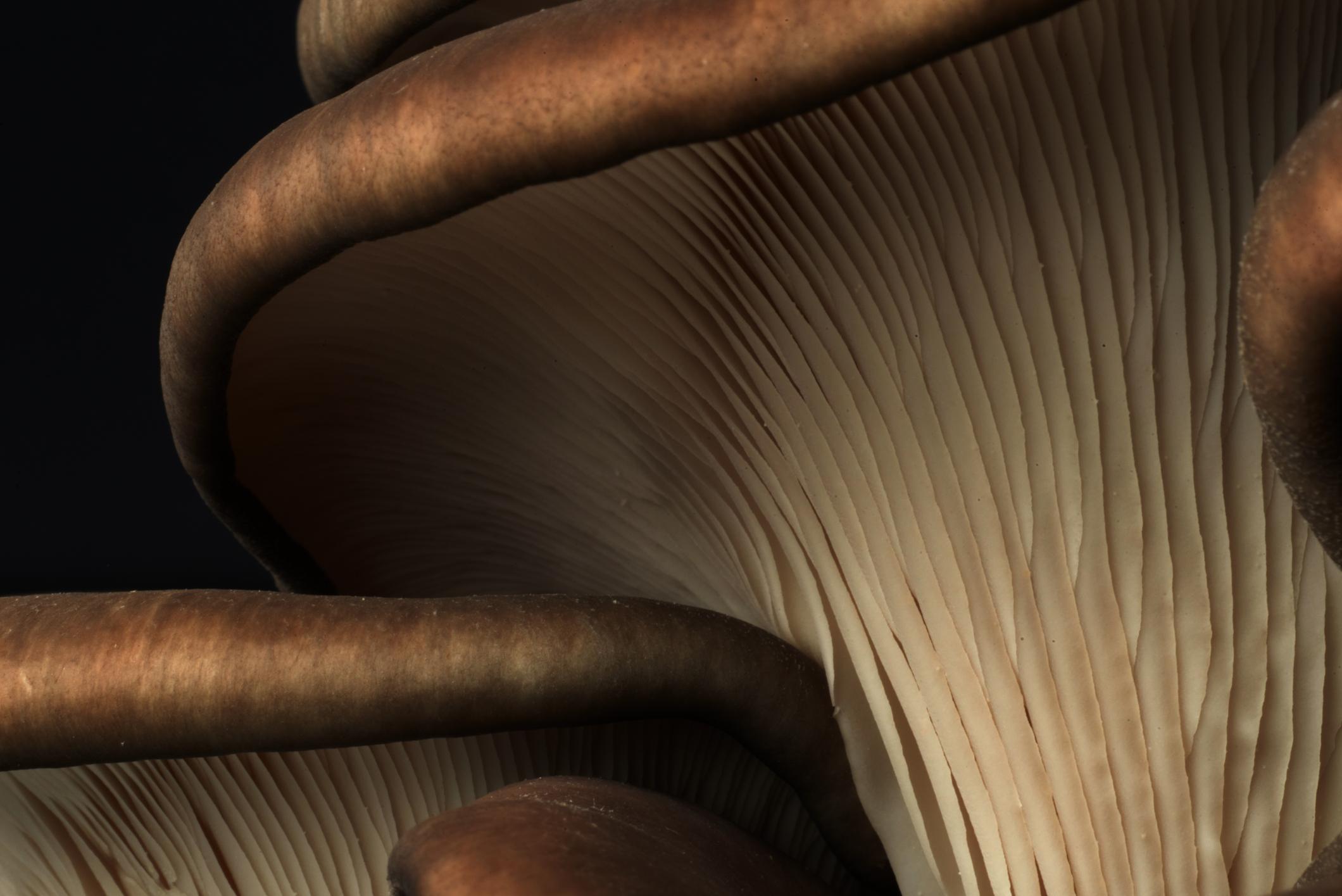 These Scientists Have Built A Circuit Board Based On Mushroo