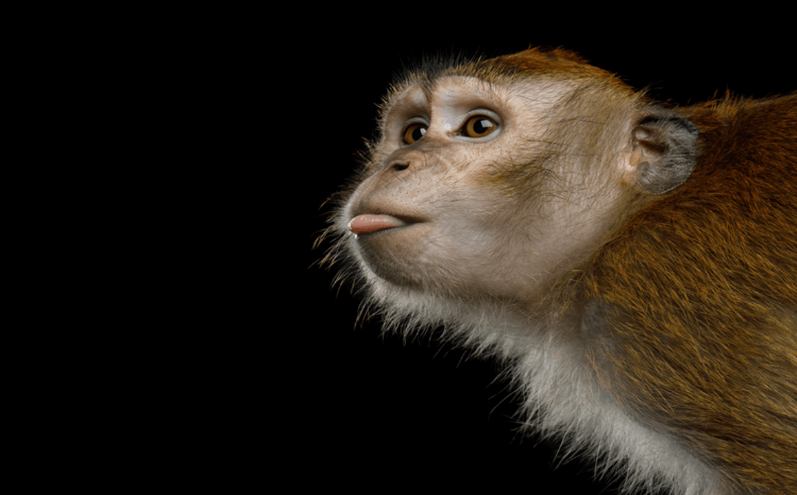 Neuralink Just Showcased A Monkey Who Can Write Words With H