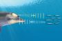 Researchers Say That Dolphins Are Screaming Because Of Under