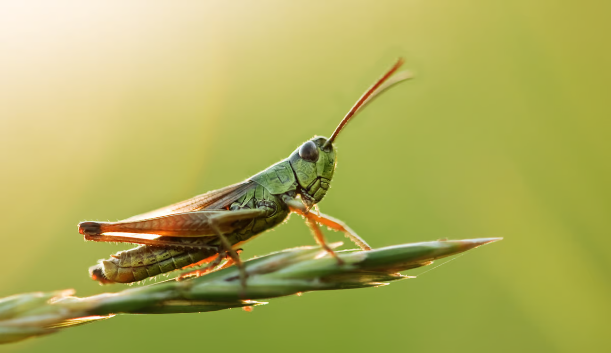 This New Grasshopper-Like Material Can Leap 200 Times Its Ow