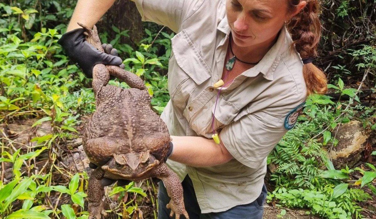 Australian Park Rangers Discover One Of The Largest Toads Ev