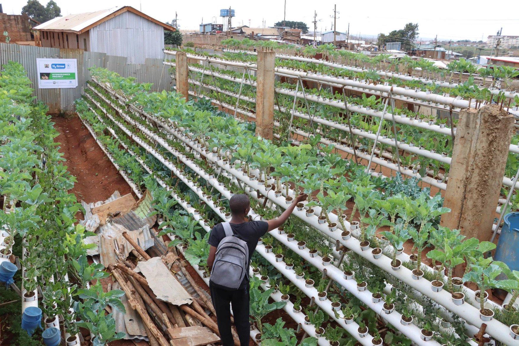 This Farmer Converted His Trash Dump Into An Urban Garden Th