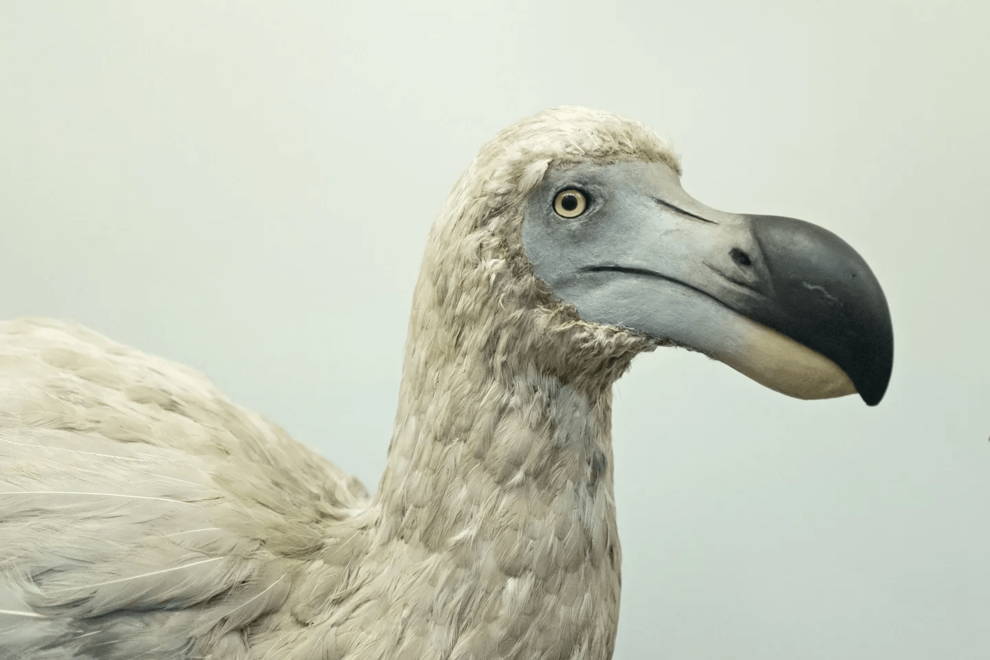This Billion-Dollar Company Is Trying To Bring The Dodo Back