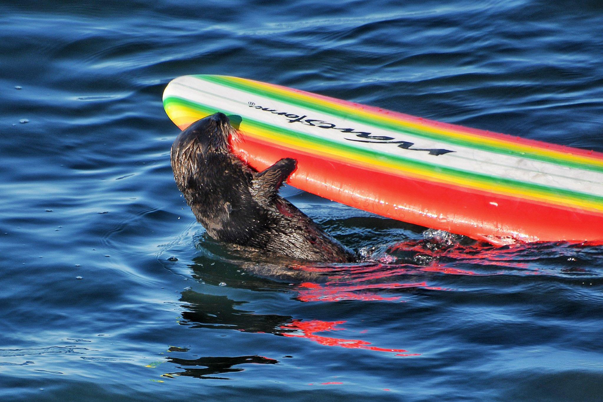 This Mysterious Sea Otter Keeps Stealing Surfboards, And No