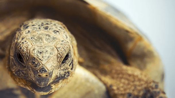 Turtles Hold Post-WW2 Nuclear History In Their Shells, Fasci