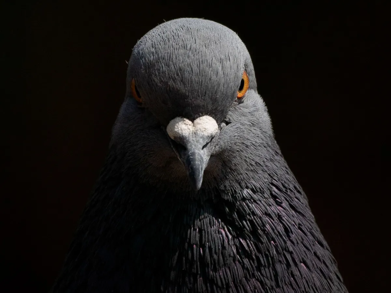 Pigeons Learn The Same Way As AI Models Do, Report Says