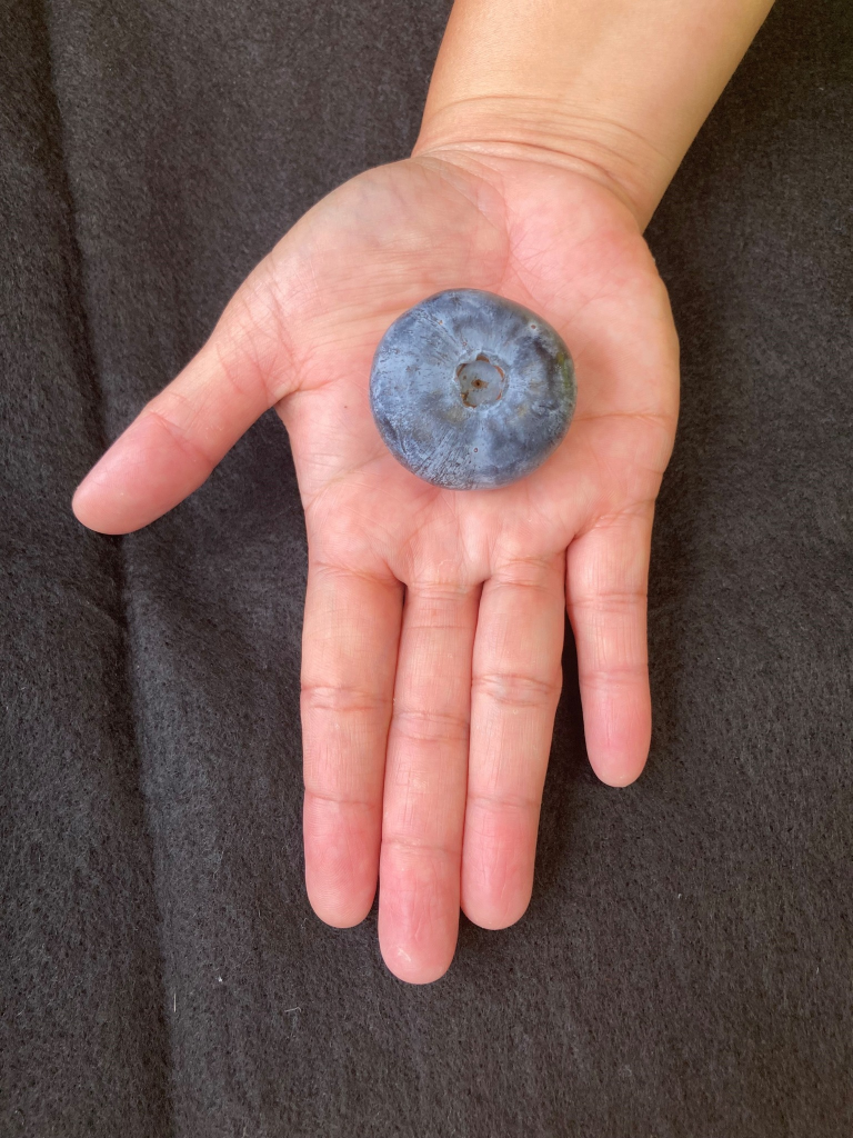 This Record-Breaking Giant Blueberry Is The Size Of A Ping P