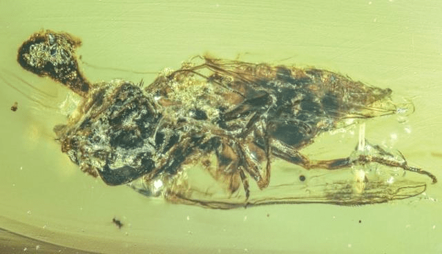Scientists Discovered A New Creature That Exists Between Lif