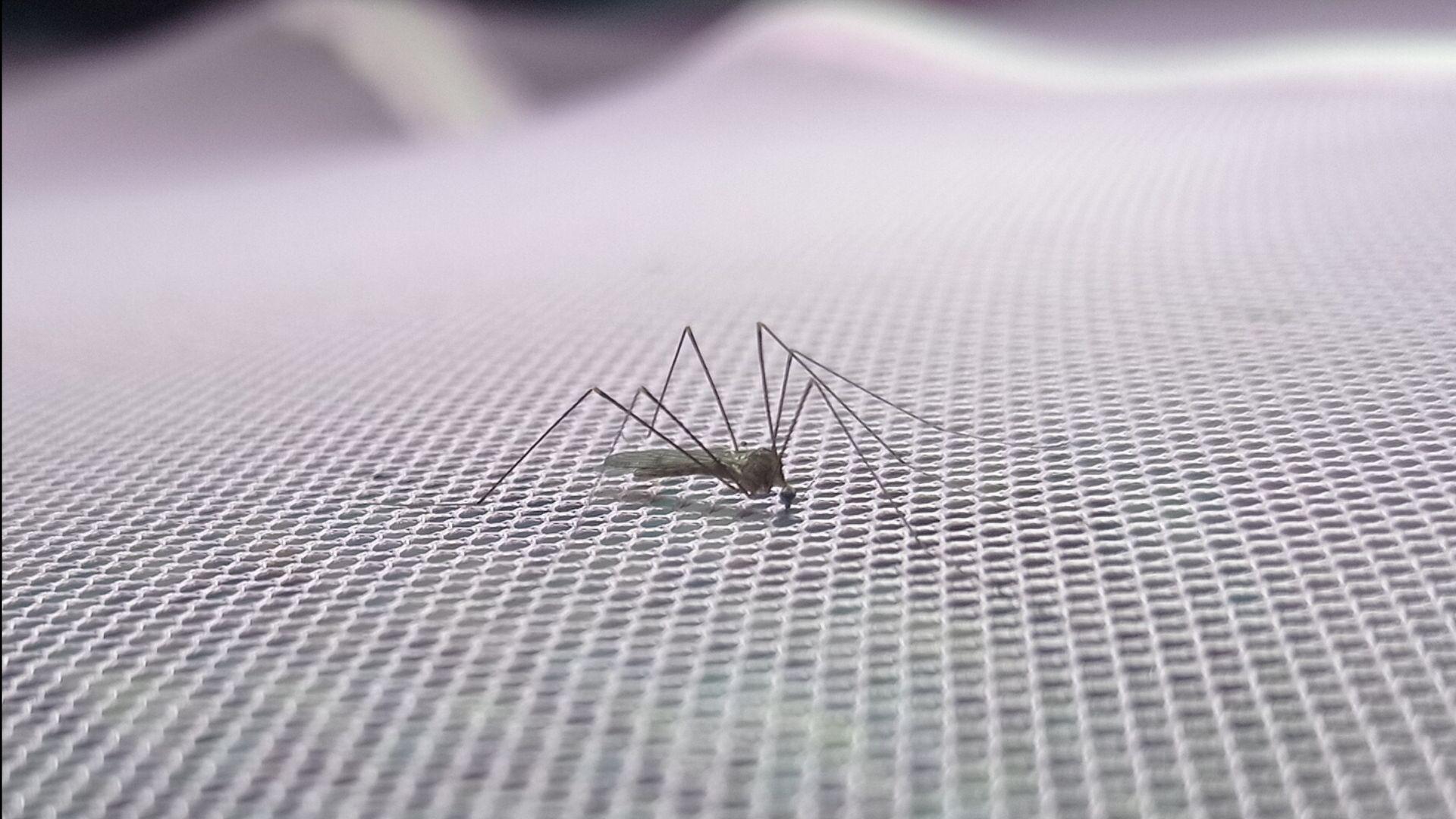 Google Wants To Release 32 Million Sterile Mosquitoes Into T